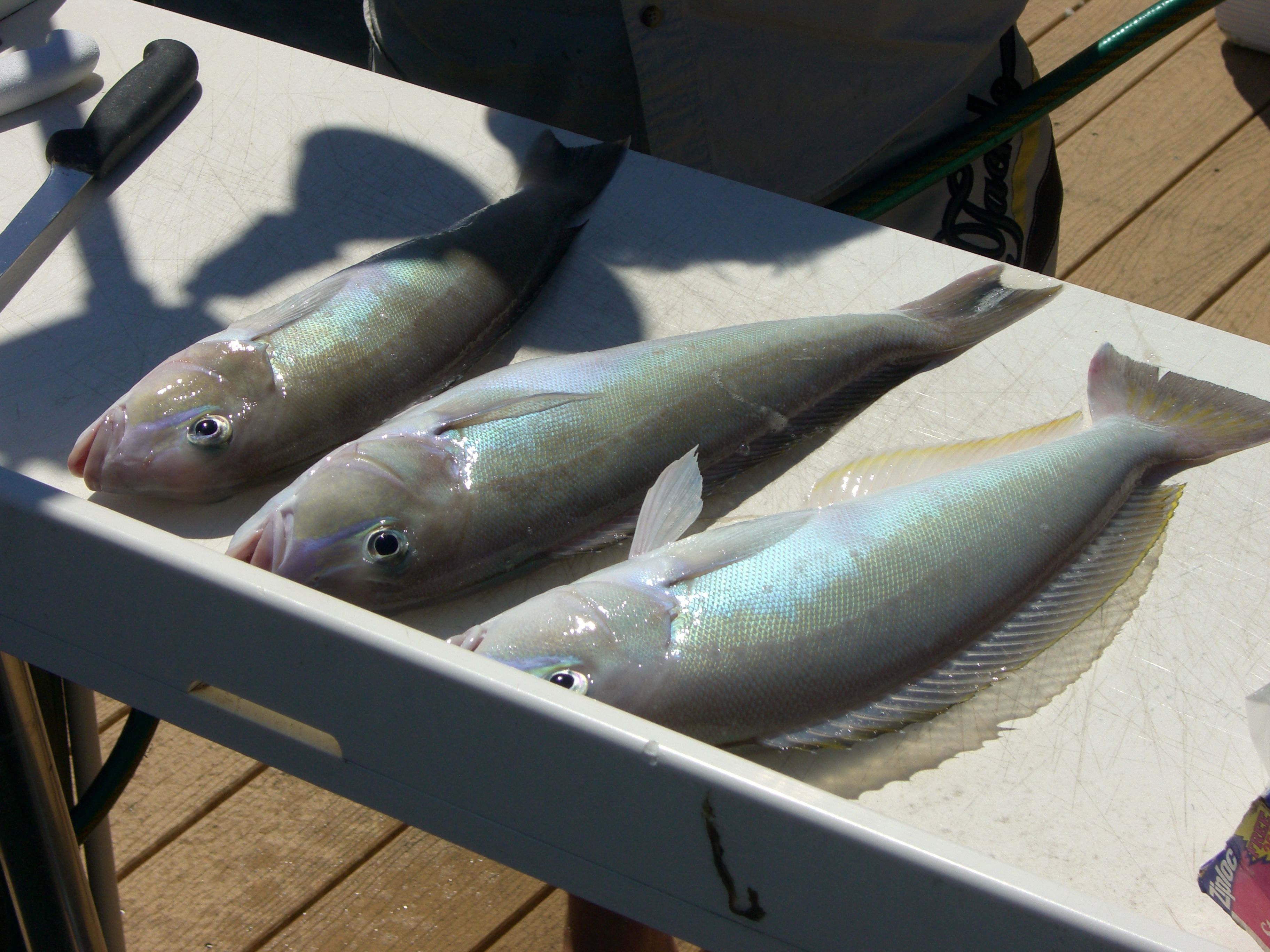 Tips for Catching BlueLine or Grey TileFish off of South Florida | The ...