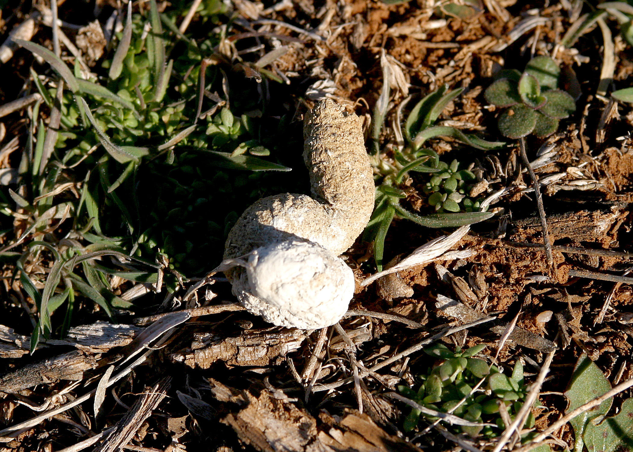 locating Wild Turkey | The Outdoors Guy