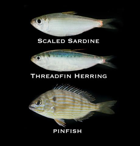 Florida Bait Fish